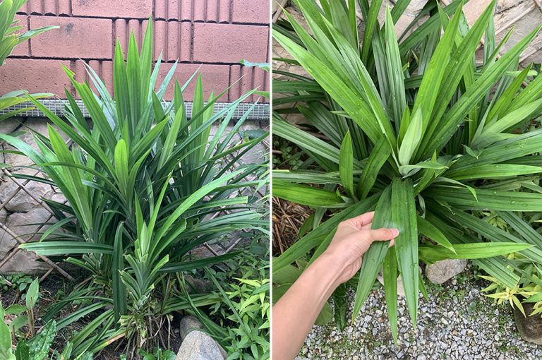 Pandan leaves: uses, health benefits, and storage - New Malaysian Kitchen