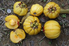 Asam Keping / Asam Gelugur / Tamarind Slice - New Malaysian Kitchen