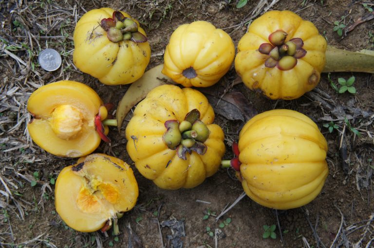 Asam Keping / Asam Gelugur / Tamarind Slice - New Malaysian Kitchen