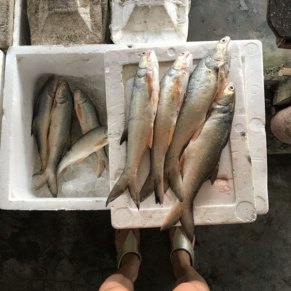 EASY Malaysian-Chinese Steamed Fish with Soya Sauce (6 Steps) - New ...